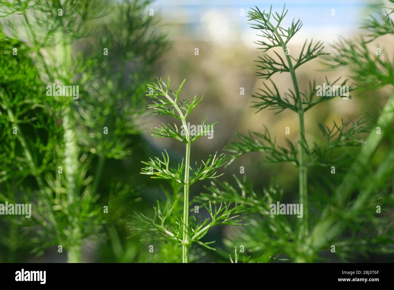 Wild fennel leaves. Edible aromatic plant with fragrant leaves Stock ...