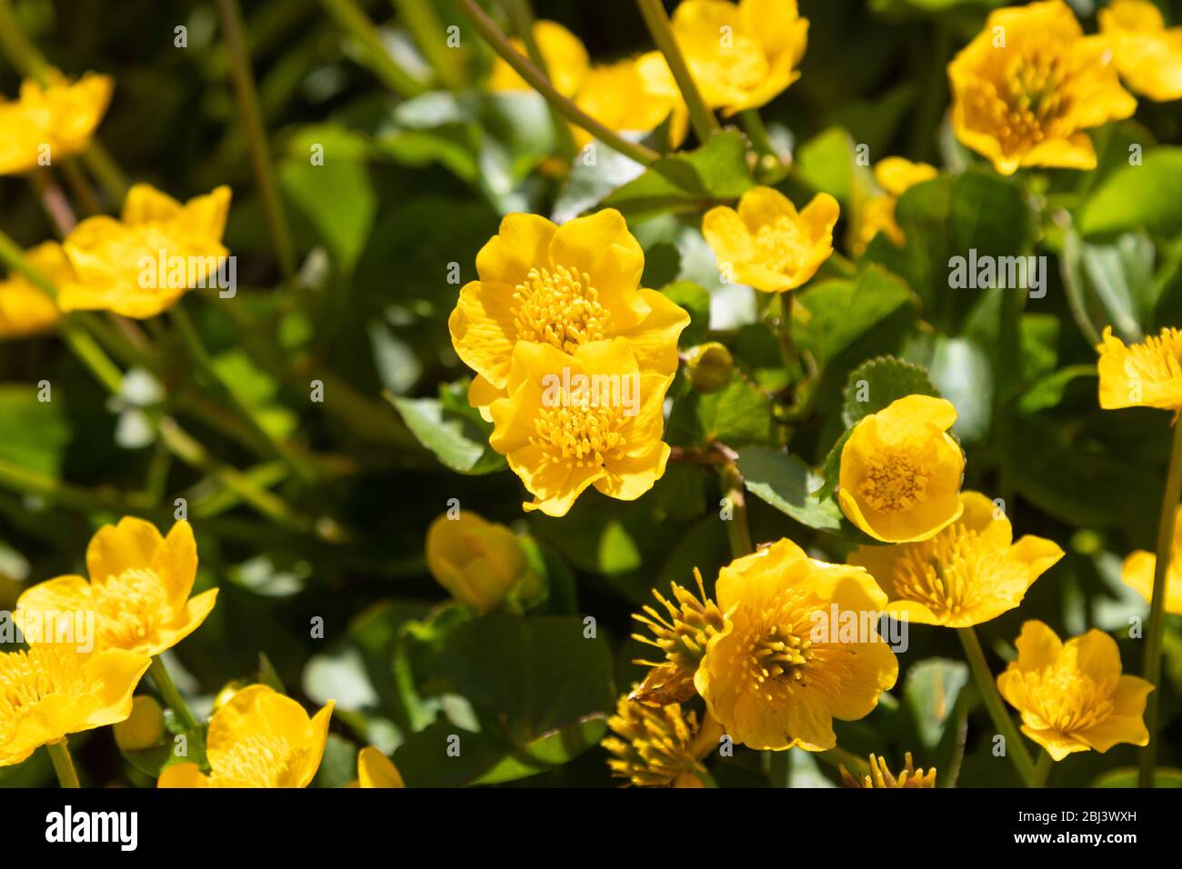 LESSER CELANDINE in a Fife Wood, Scotland UK Stock Photo - Alamy