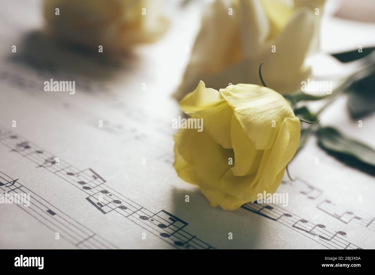 Musical notes roses hi-res stock photography and images - Alamy