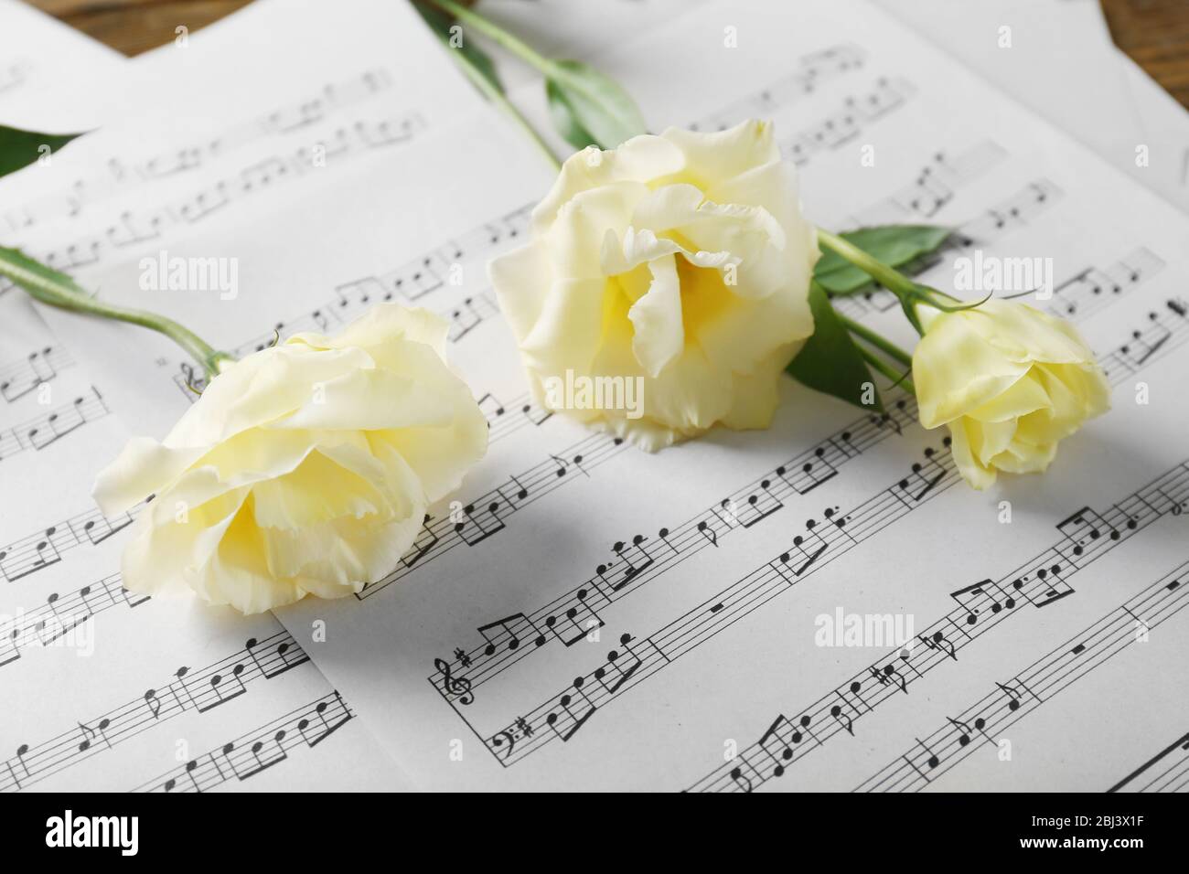Beautiful white roses on musical notes pages background Stock Photo - Alamy