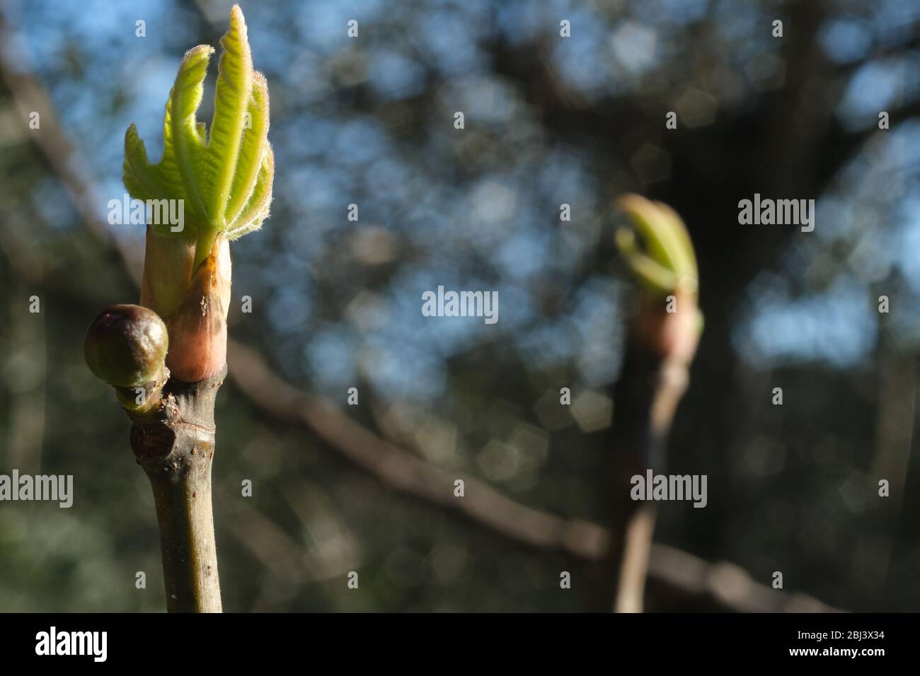 Sprouts of fig plant in spring. Small fig and tiny leaf sprouting from ...