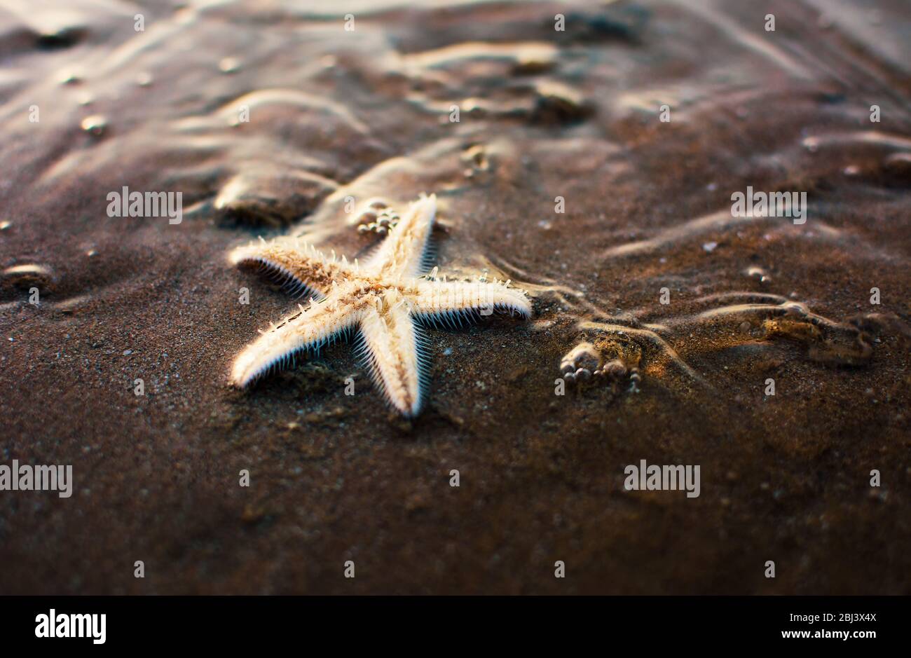 Sea star on the sandy shore splashed by smooth waves Stock Photo - Alamy