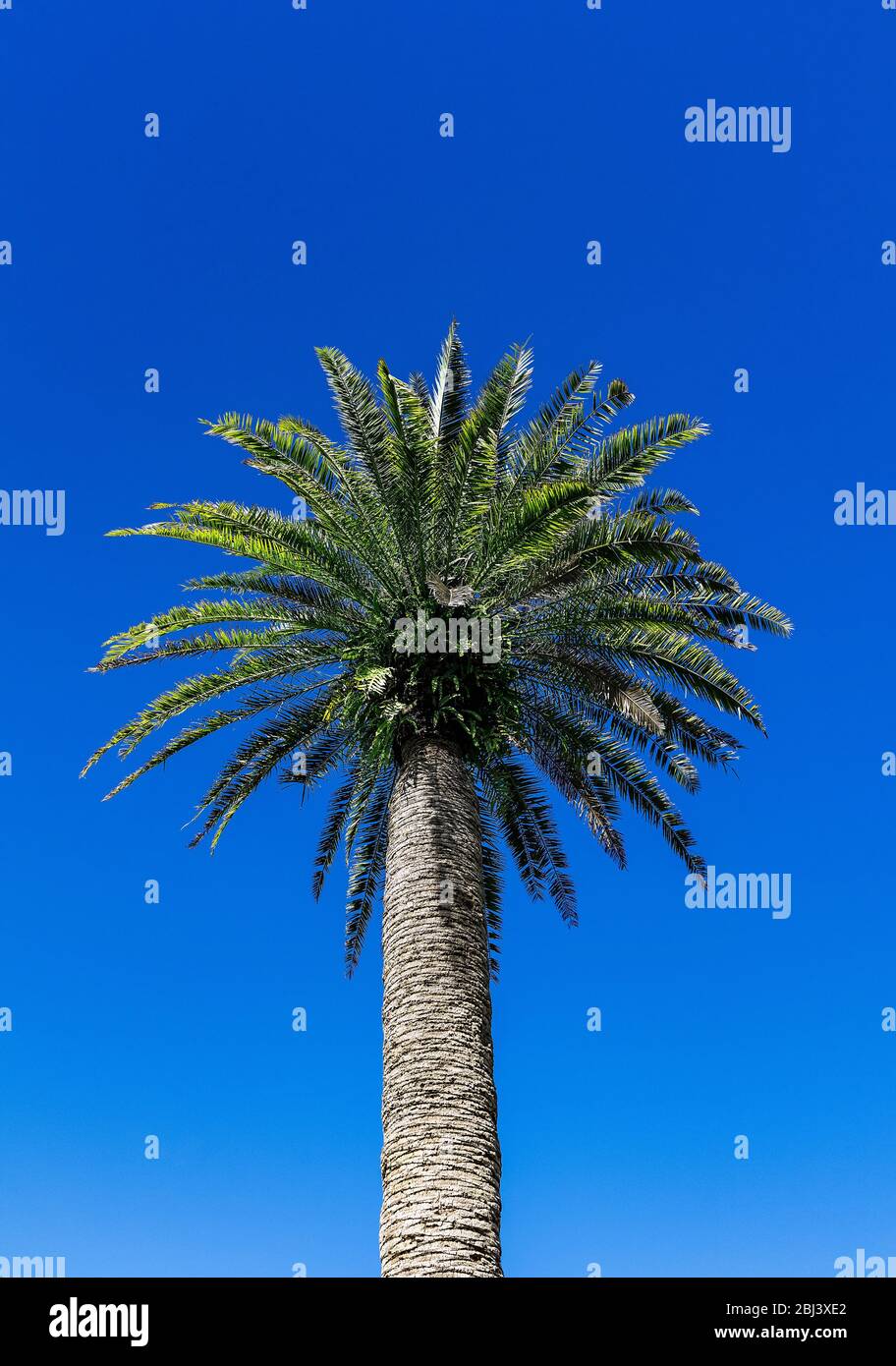 Healthy lone palm tree Stock Photo - Alamy