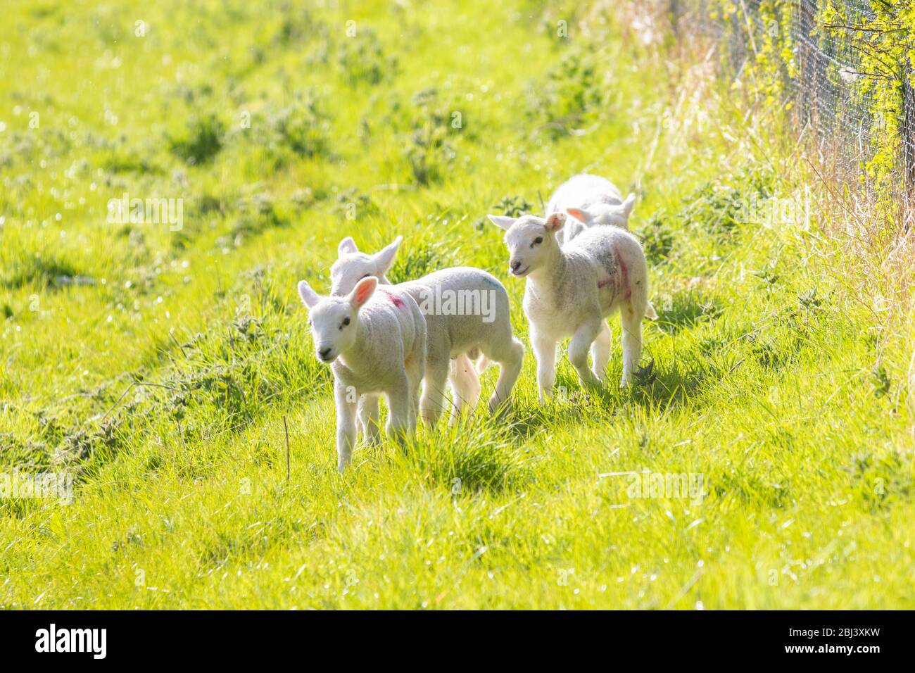 A group of four Young Lambs in Spring Stock Photo - Alamy
