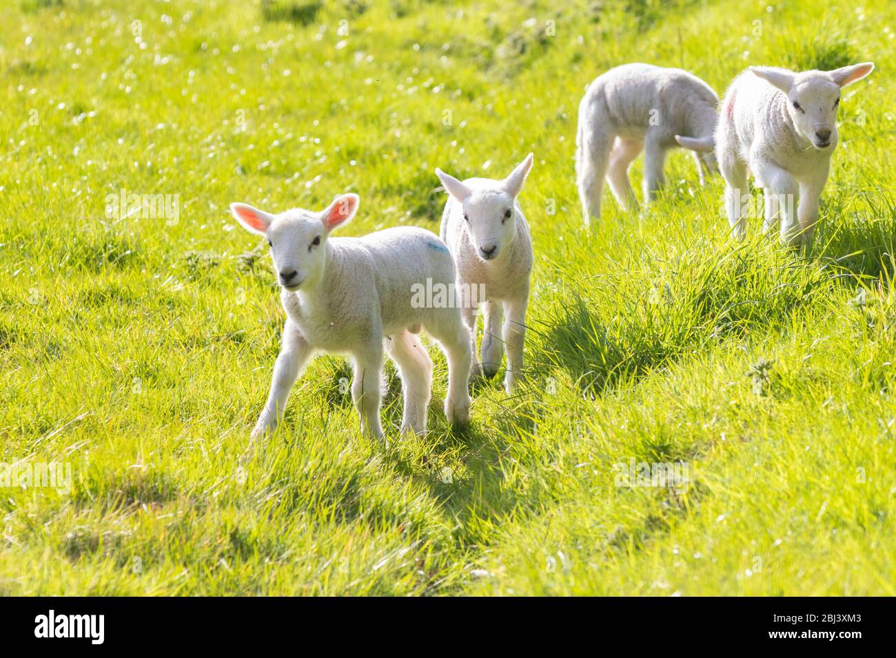 Group of four animals in the grass hi-res stock photography and images ...