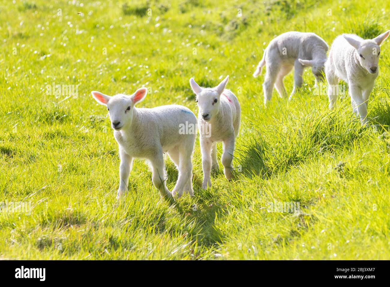A group of four Young Lambs in Spring Stock Photo - Alamy