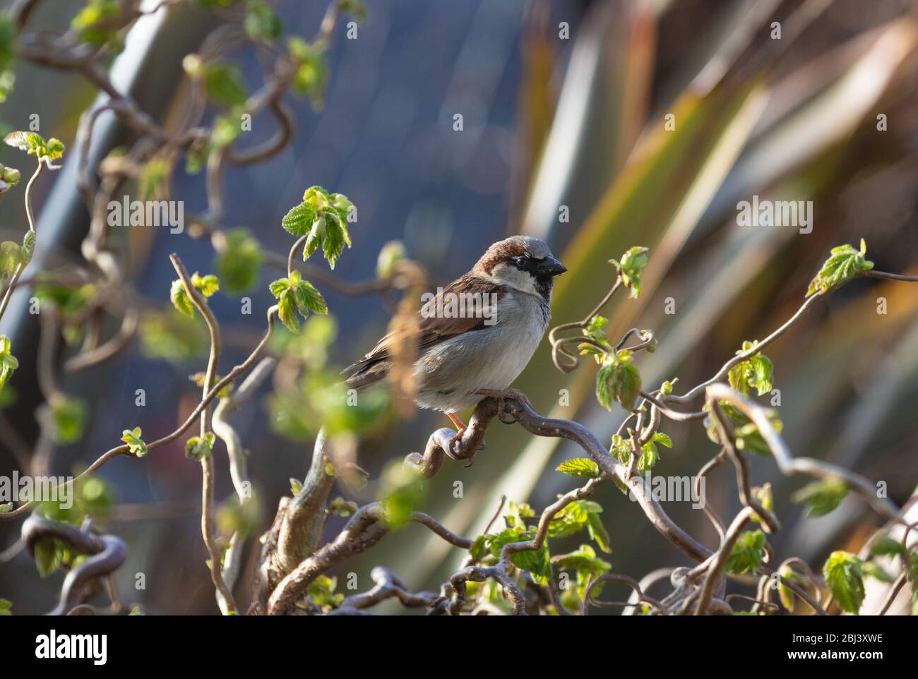 Garden birds in britain hi-res stock photography and images - Alamy