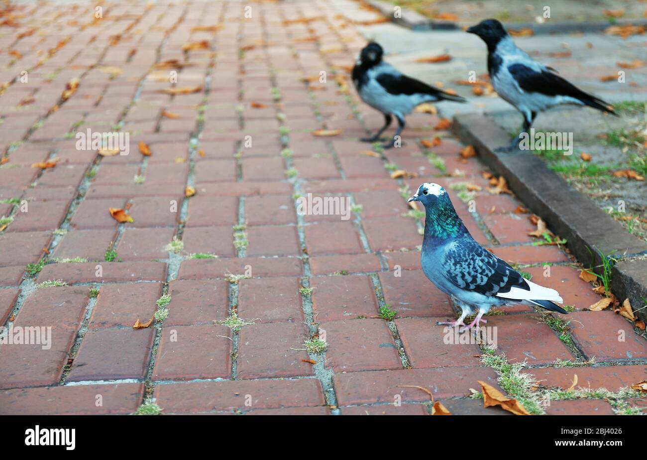 Pigeon and gray crows eating bread crumbs at city park Stock Photo - Alamy