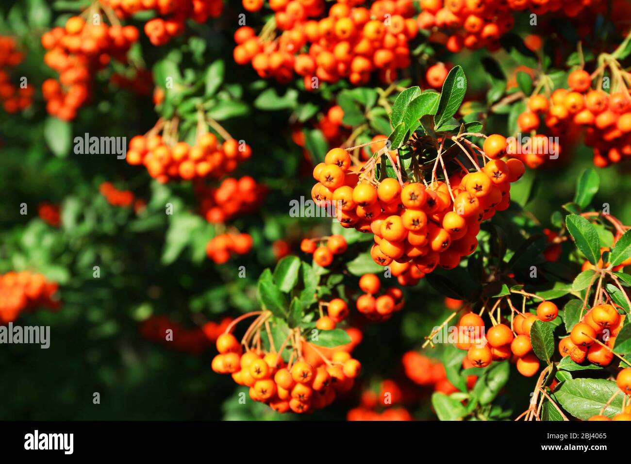 Ashberry with leafs, close-up Stock Photo - Alamy