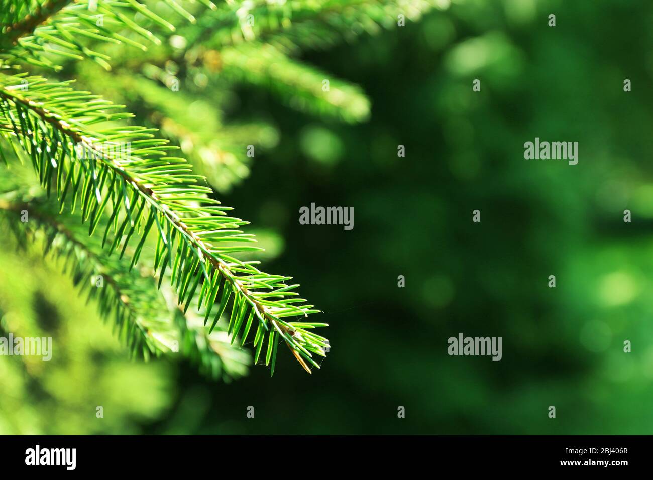 Beautiful fir tree twigs, outdoors Stock Photo - Alamy