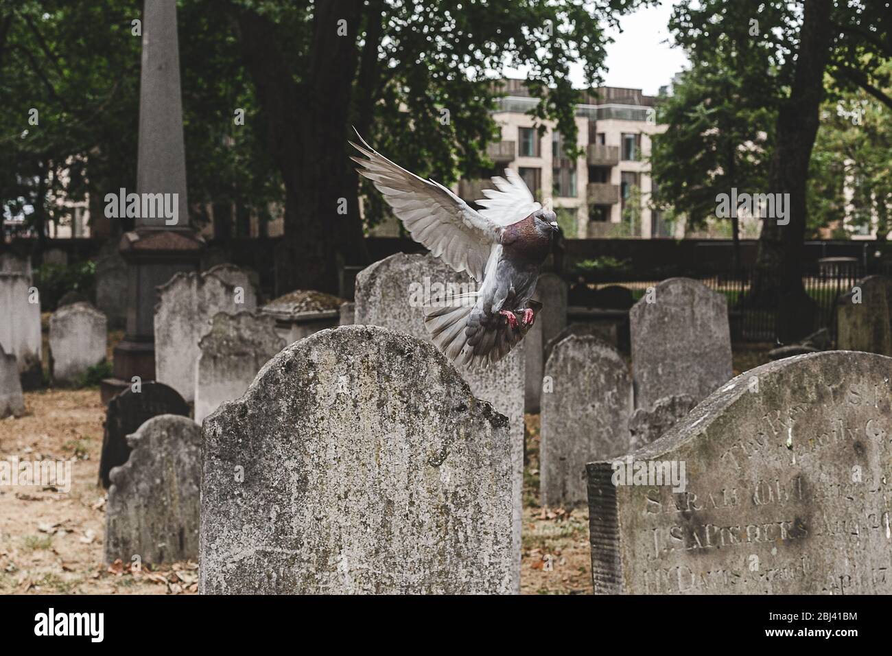 Close up of a dove flying between the headstones in Bunhill Fields, the ...