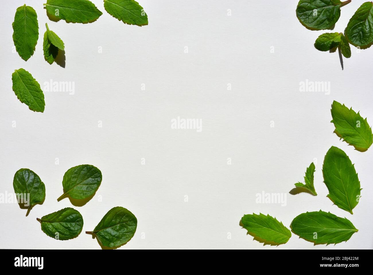 Three different types of culinary mint, Spearmint, Peppermint and ...