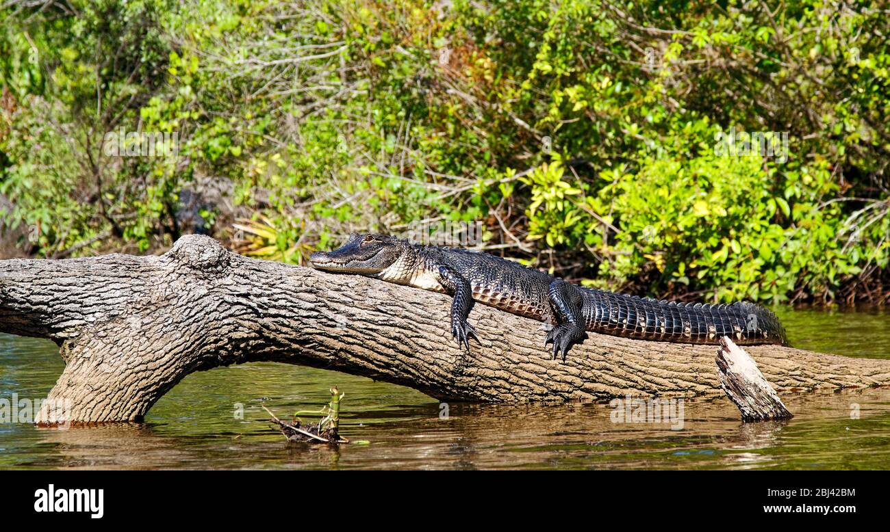American alligator sunning hi-res stock photography and images - Alamy