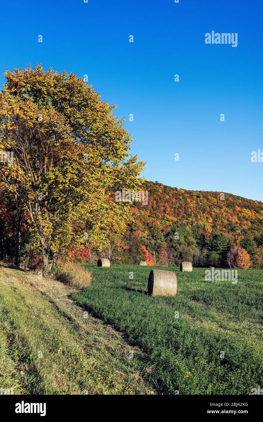 Hay bales in autumn field in Vermont Stock Photo - Alamy