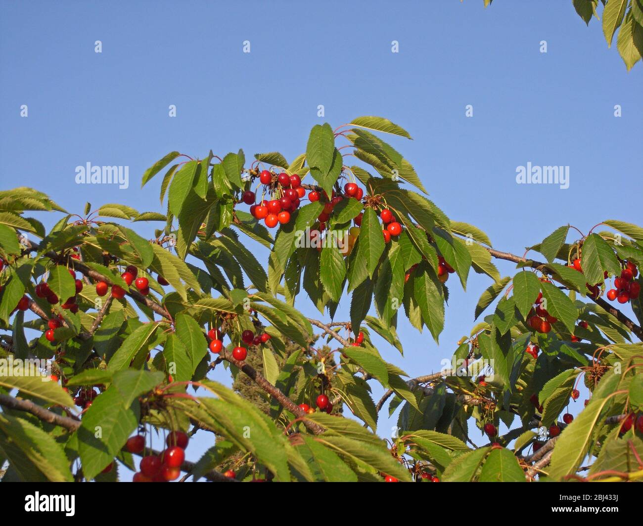 Fuits and leaves hi-res stock photography and images - Alamy