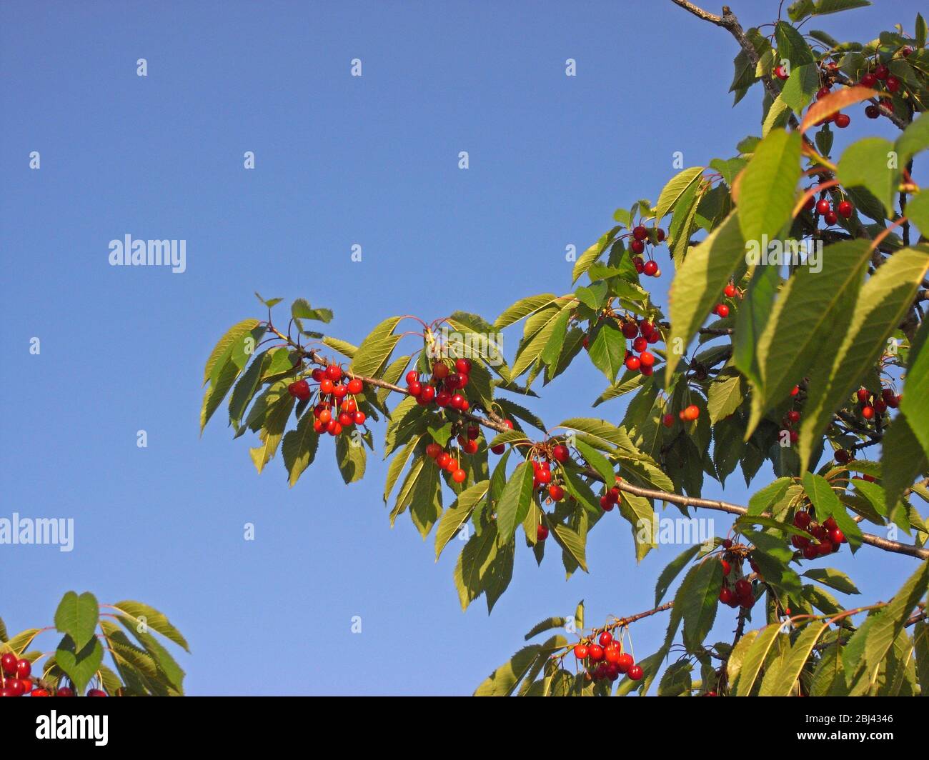 Fuits and leaves hi-res stock photography and images - Alamy