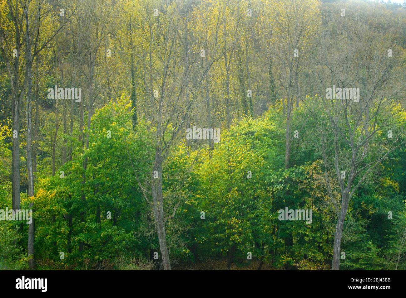 Riverside trees hi-res stock photography and images - Alamy