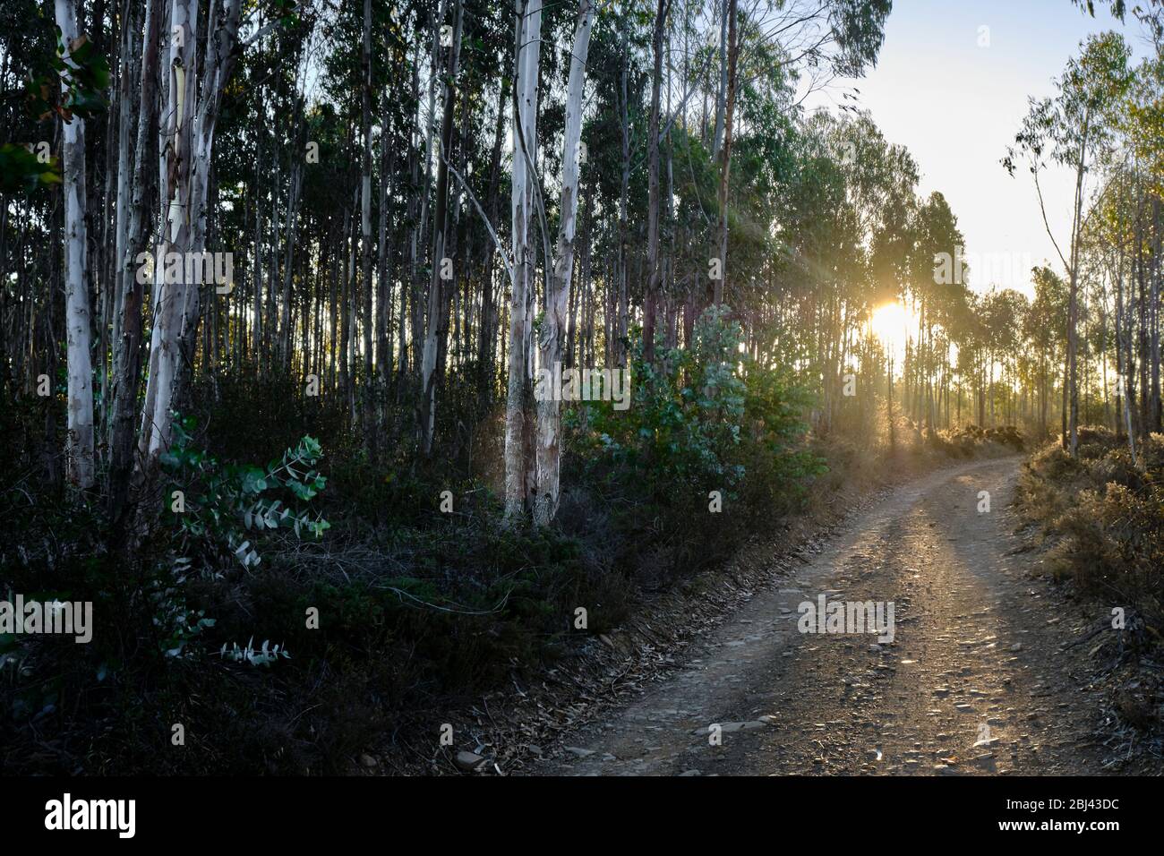 The sunlight at the morning filter through the branches of tree and ...