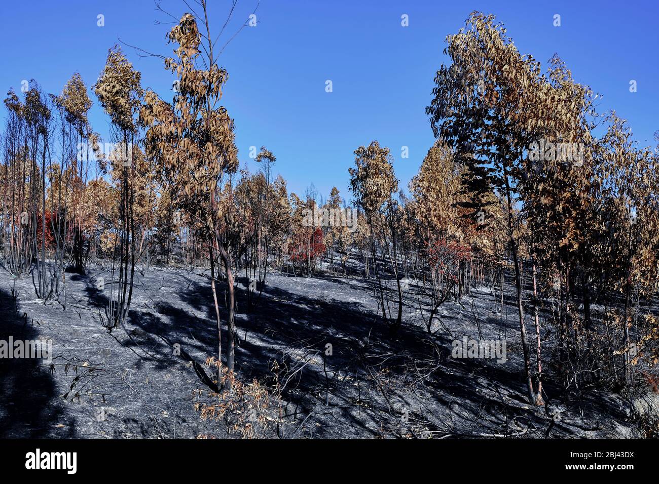 The path passes through black trees, burnt and yellowed after a fire ...