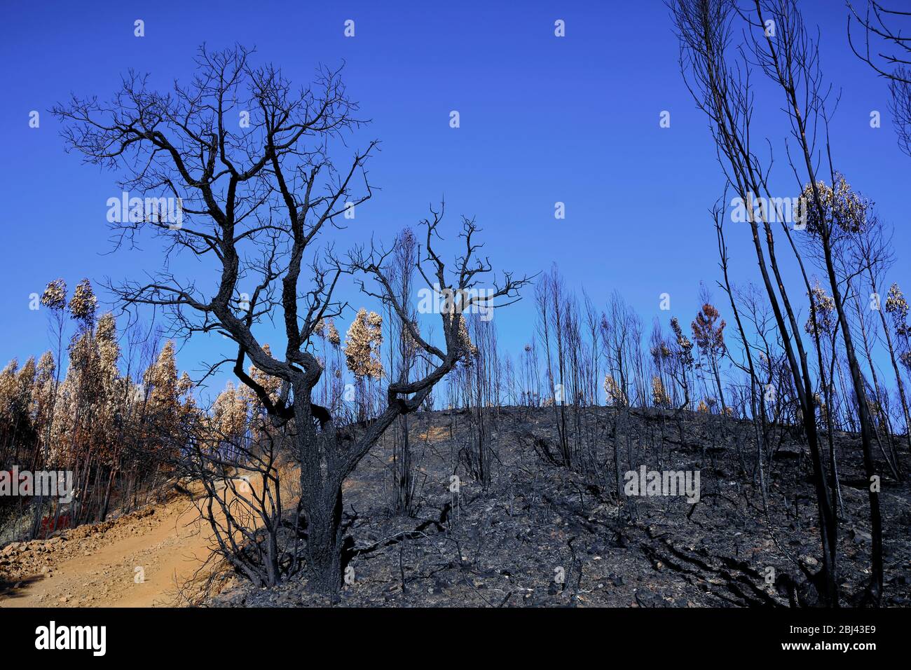 The path passes through black trees, burnt and yellowed after a fire ...