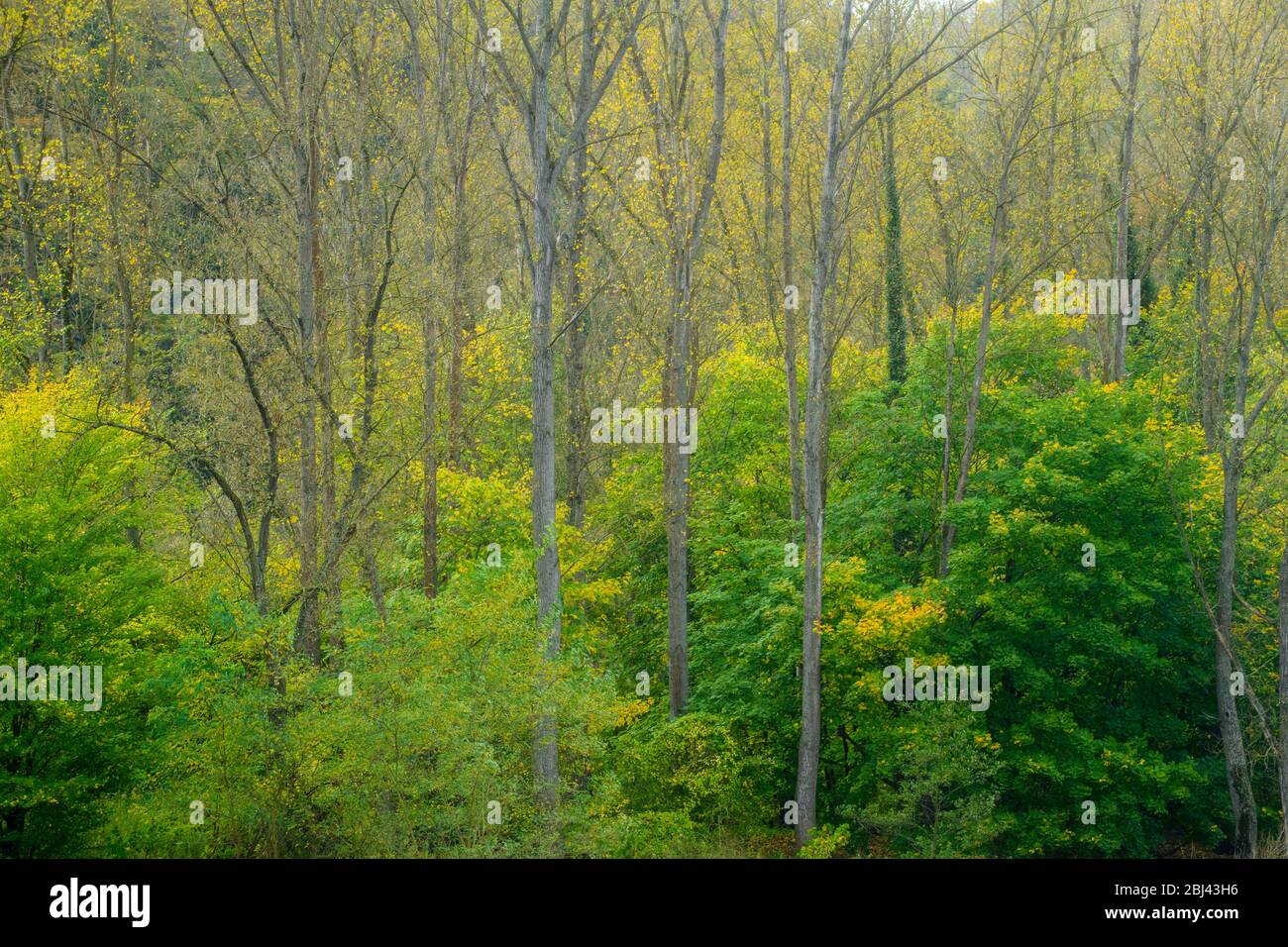 Riverside trees hi-res stock photography and images - Alamy