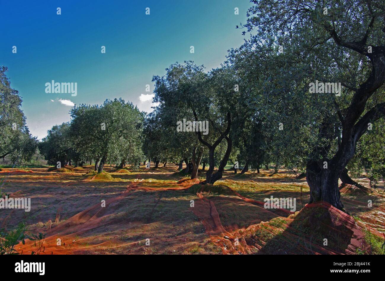 Olive-grove near Sassari, Sardinia, Italy Stock Photo - Alamy