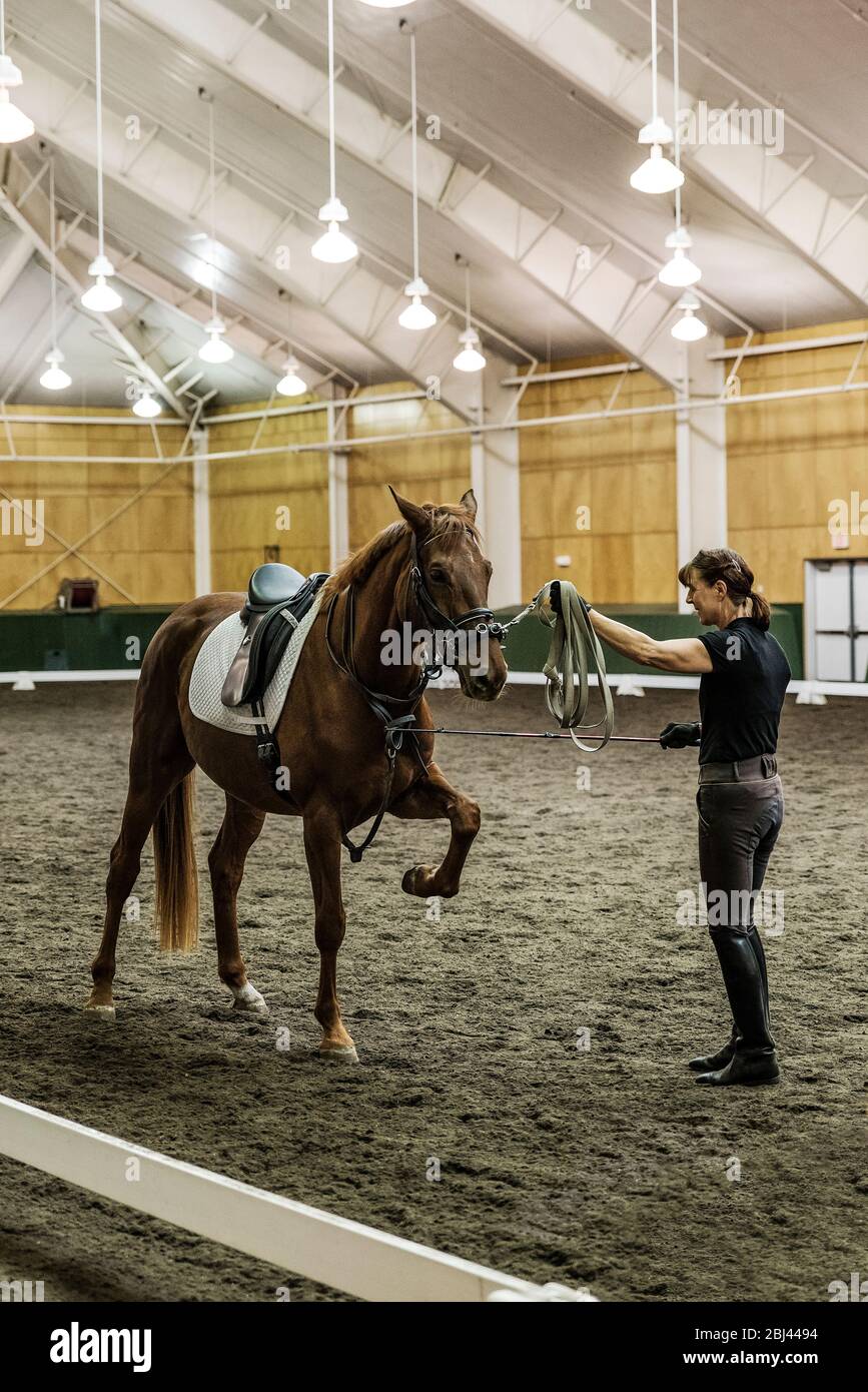 Dressage training at Pineland Farms Equestrian Center Stock Photo - Alamy