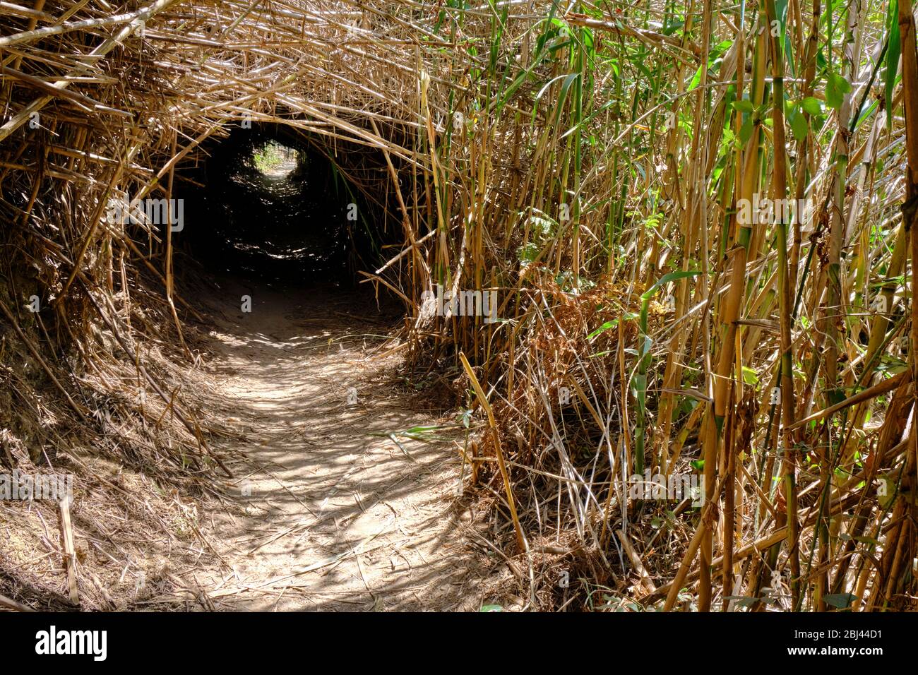 hole, Path that passes through the trees between intertwining leaves ...