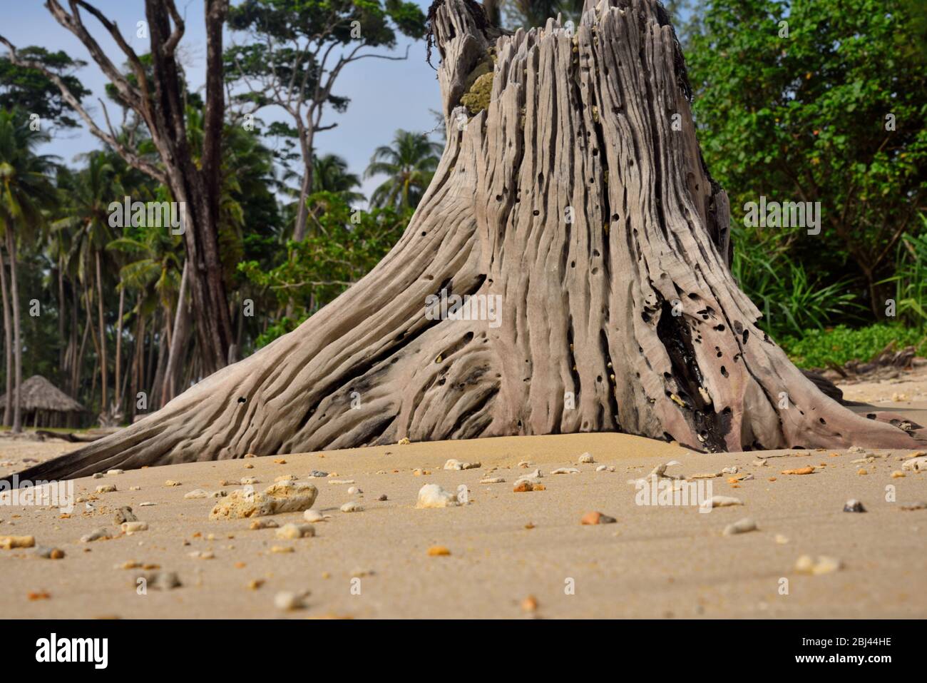 Blue sausage tree hi-res stock photography and images - Alamy