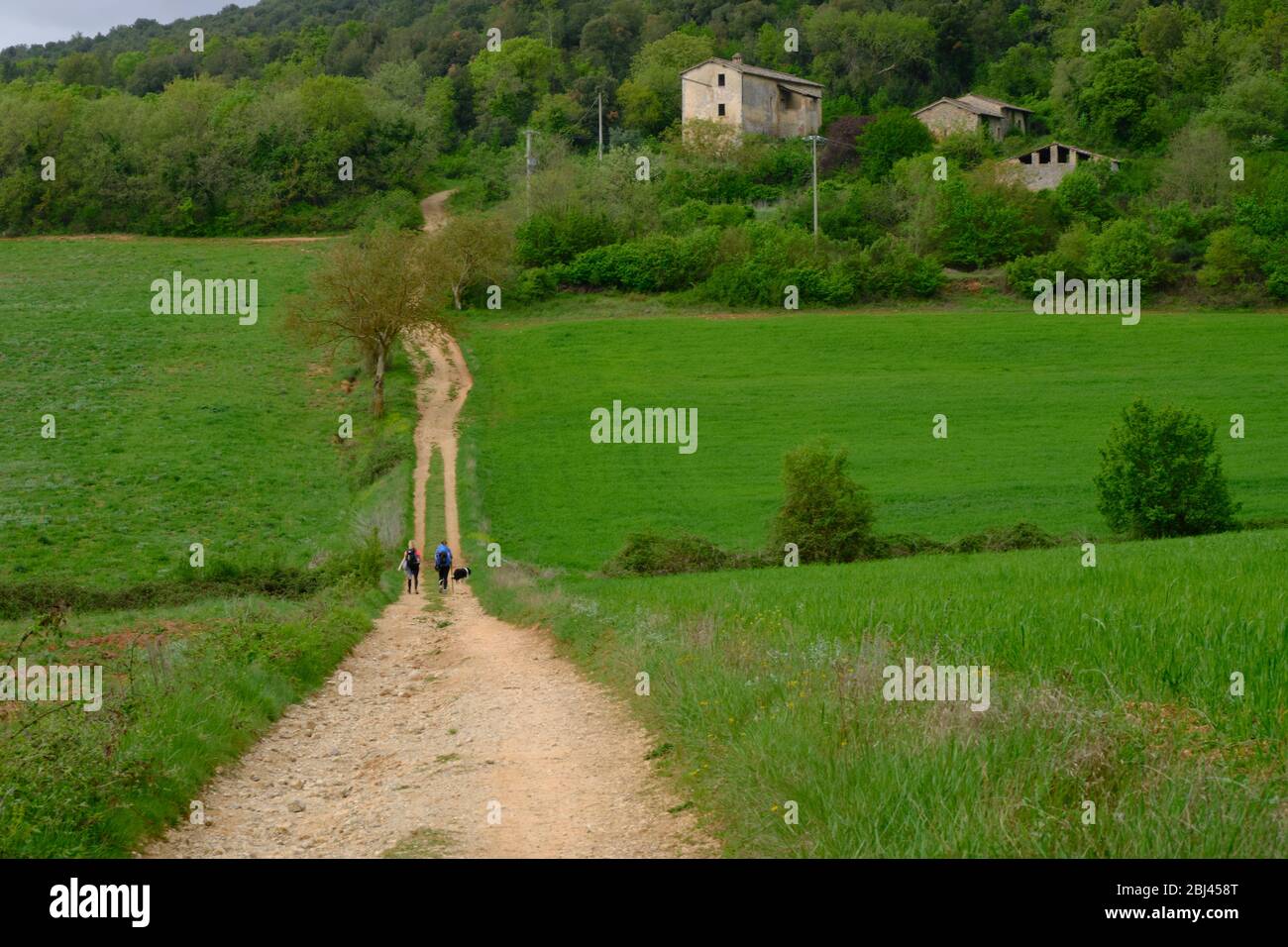 Pilgrims walking on the path trough hills and green. On background an ...