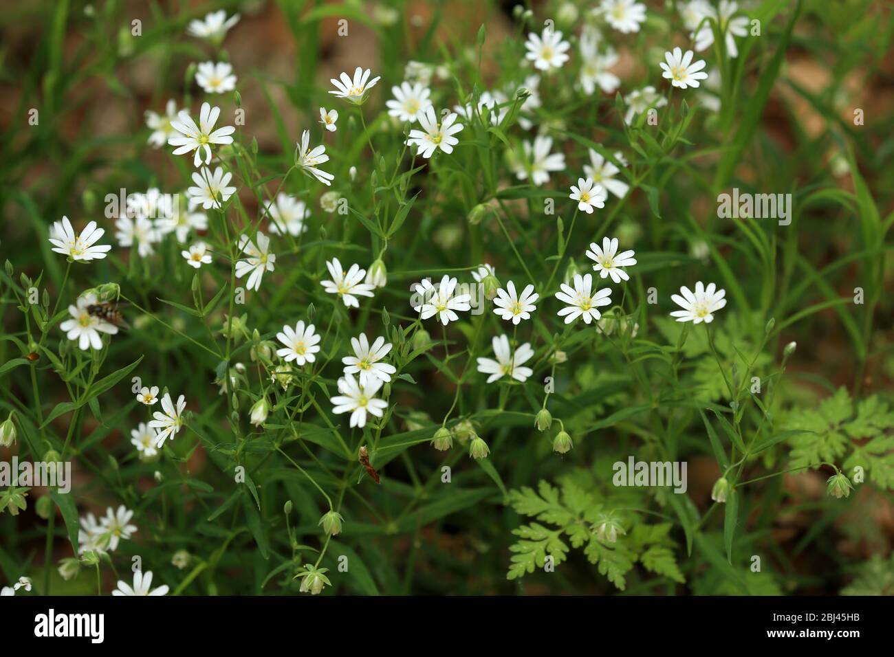 Small white flowers bloom in the forest in spring Stock Photo - Alamy
