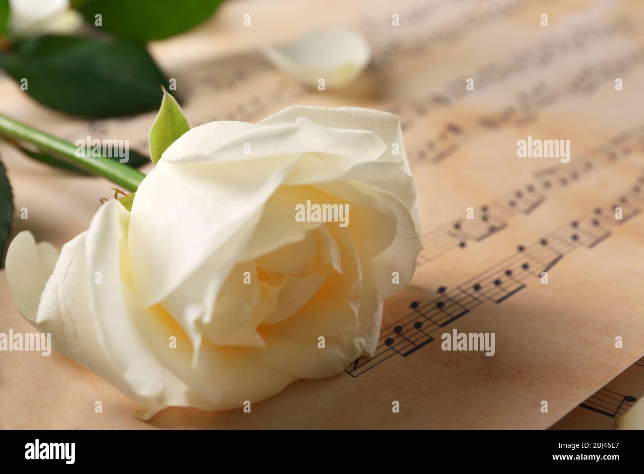 Beautiful rose on music sheets background Stock Photo - Alamy