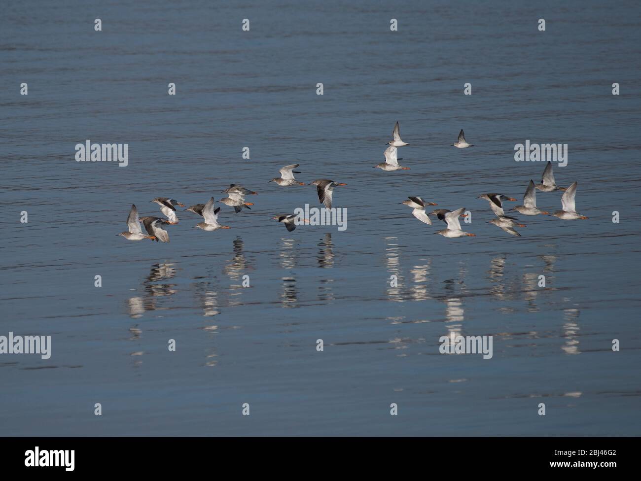 Flock of Redshank, Tringa totanus, in flight, over water, Morecambe Bay ...