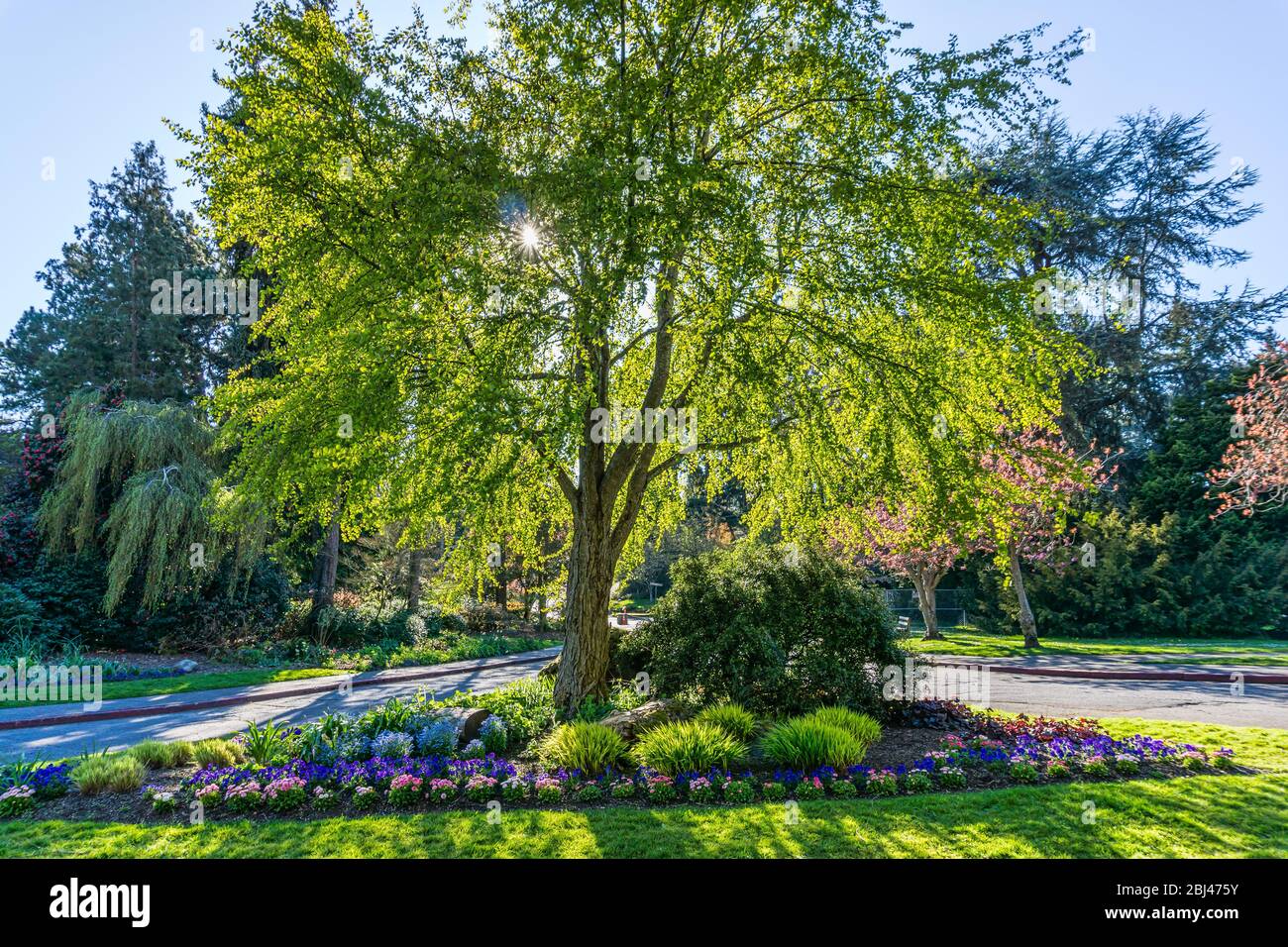 A tree stands tall at the entrance to Seward Park in Seattle ...