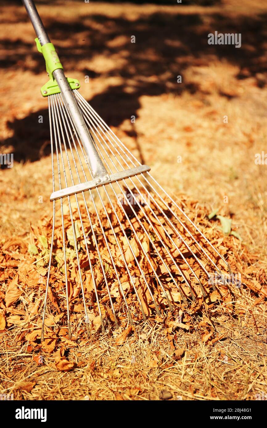 Fallen leaves and rake at the park Stock Photo - Alamy