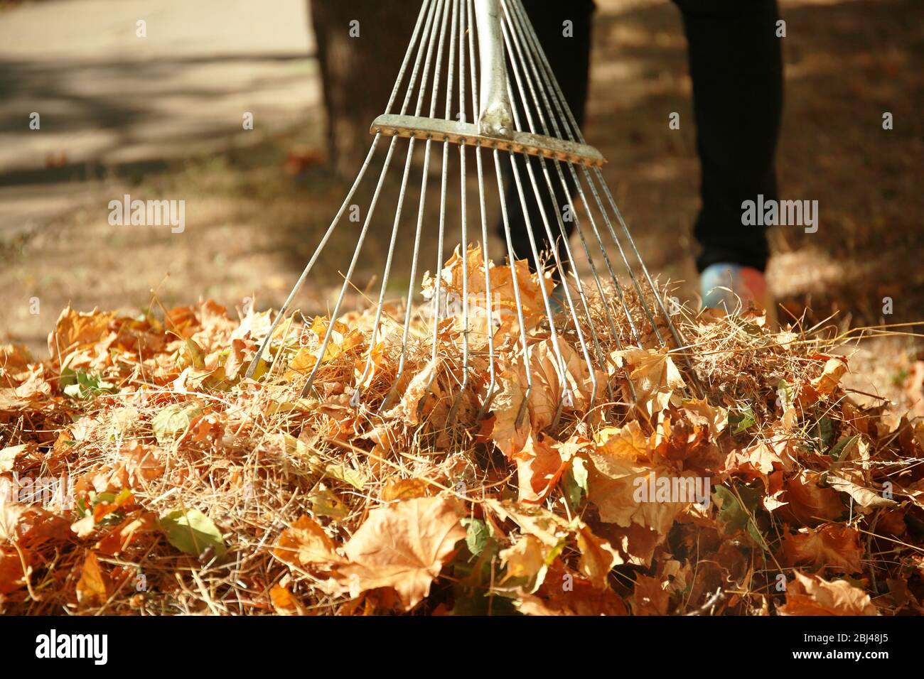 Fallen leaves and rake at the park Stock Photo - Alamy