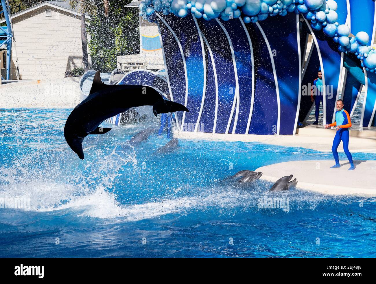 The Dolphin Show at Seaworld in Orlando in Florida Stock Photo - Alamy