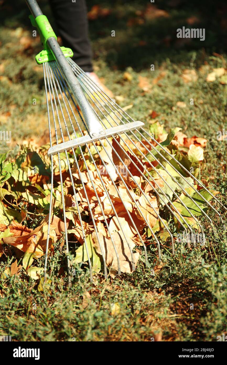 Fallen leaves and rake on green grass at the park Stock Photo - Alamy
