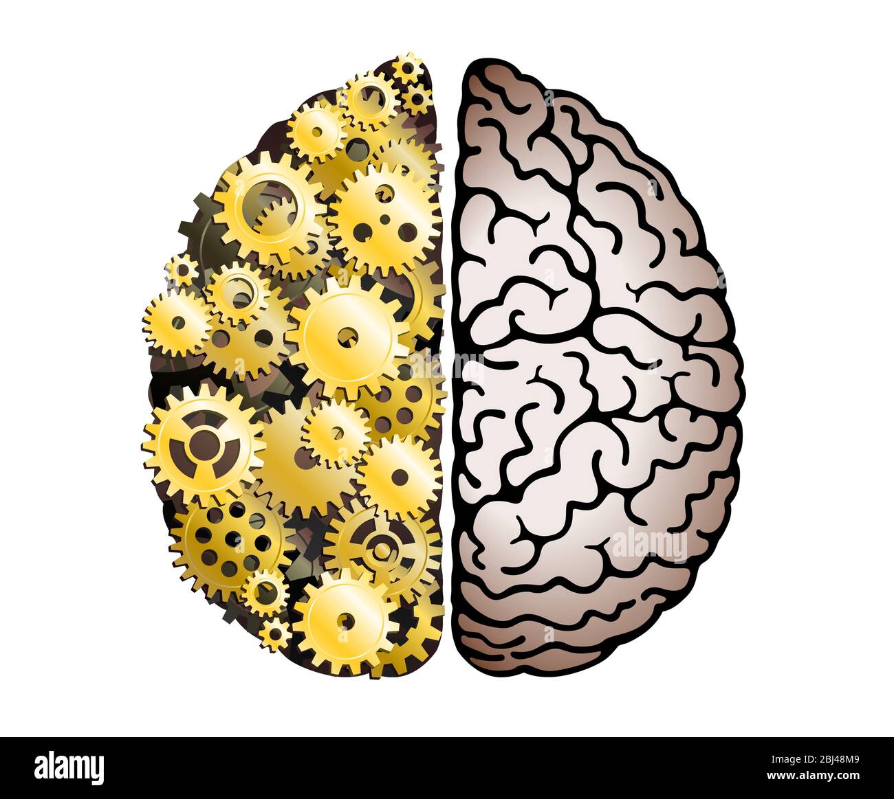 Human brain cerebral hemispheres hi-res stock photography and images - Alamy