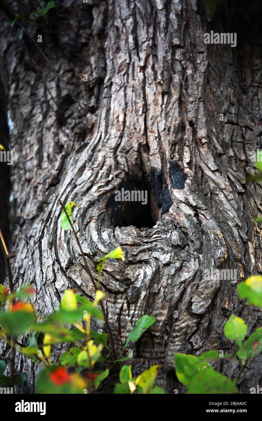 Hollow tree in the forest Stock Photo - Alamy