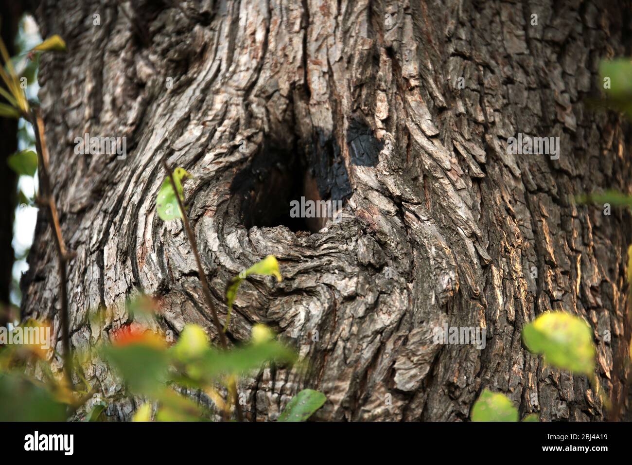 Hollow tree in the forest Stock Photo - Alamy