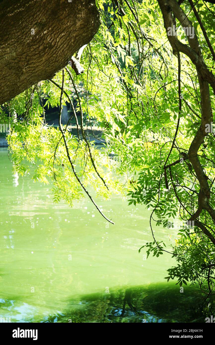 Leaning trees over water hi-res stock photography and images - Alamy