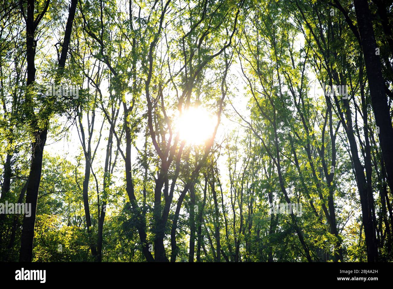 Sunlight through the branches of trees Stock Photo - Alamy