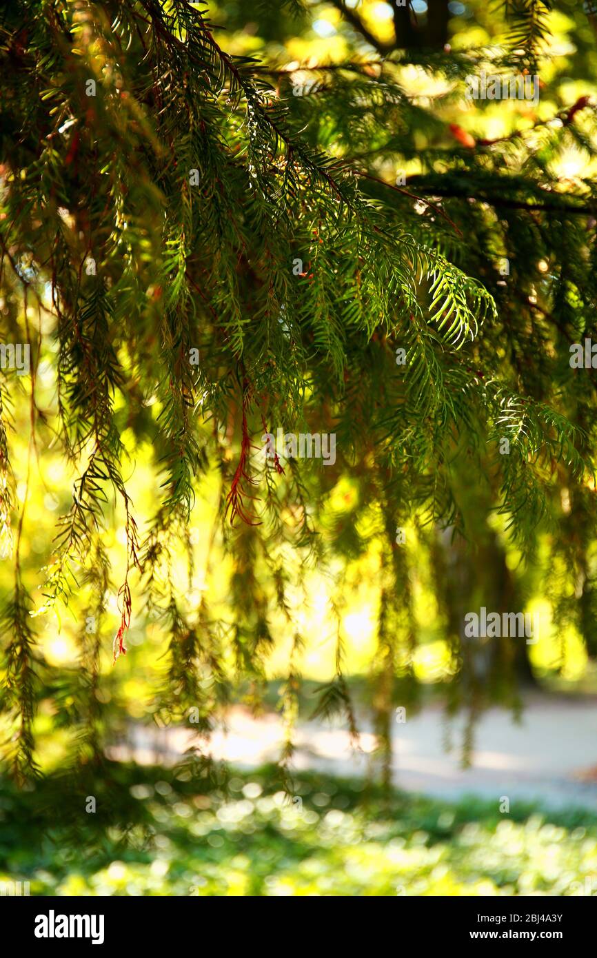 Branch coniferous tree in a forest Stock Photo - Alamy