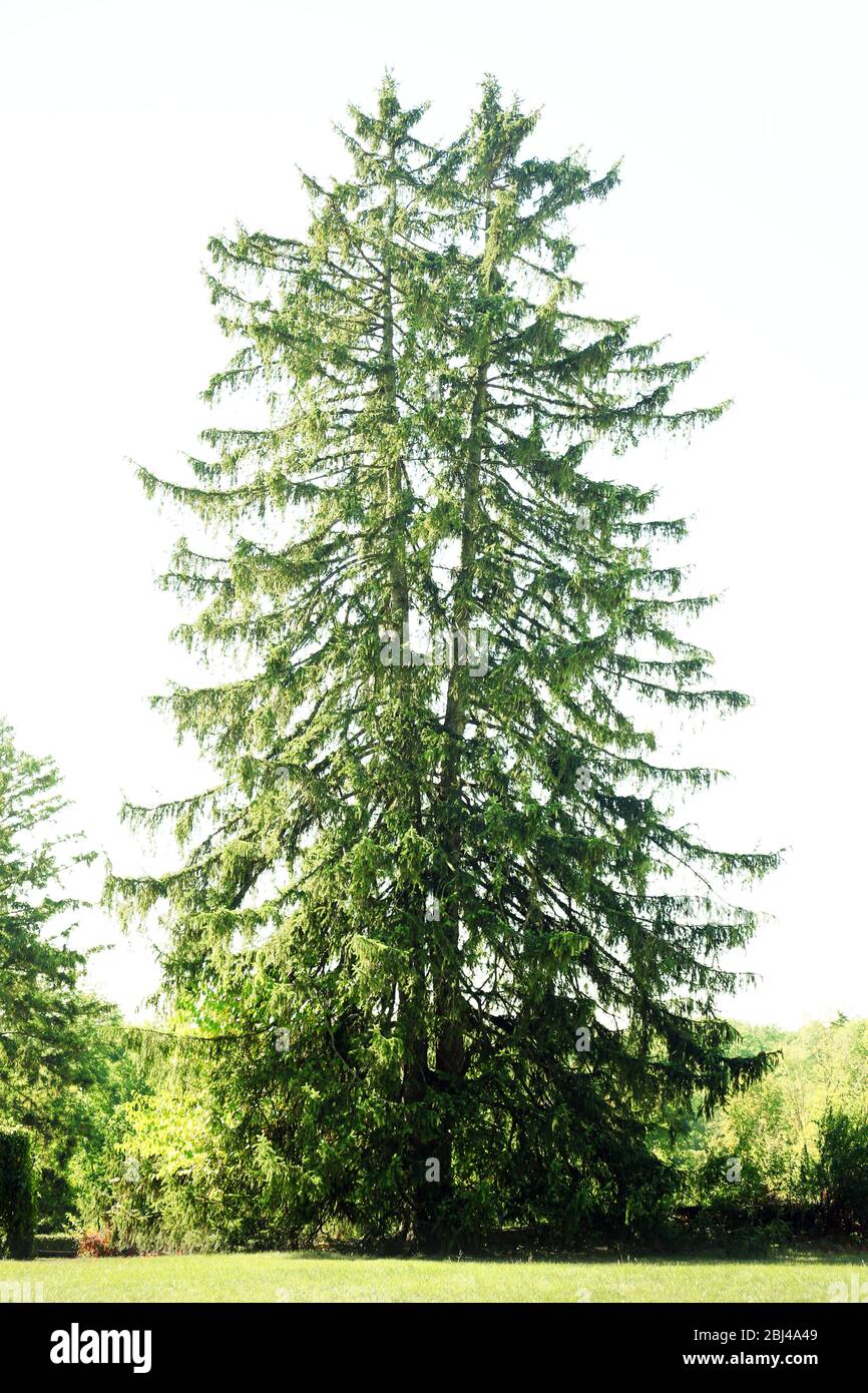 Two tall fir trees hi-res stock photography and images - Alamy
