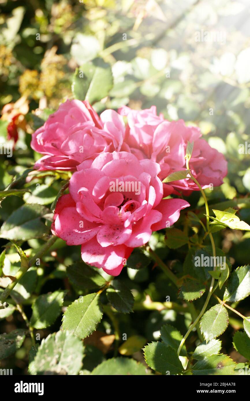 Beautiful flowers growing in garden Stock Photo - Alamy