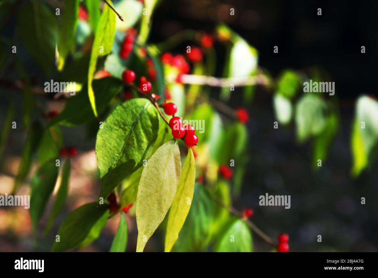 Small red wild berries in the forest Stock Photo - Alamy