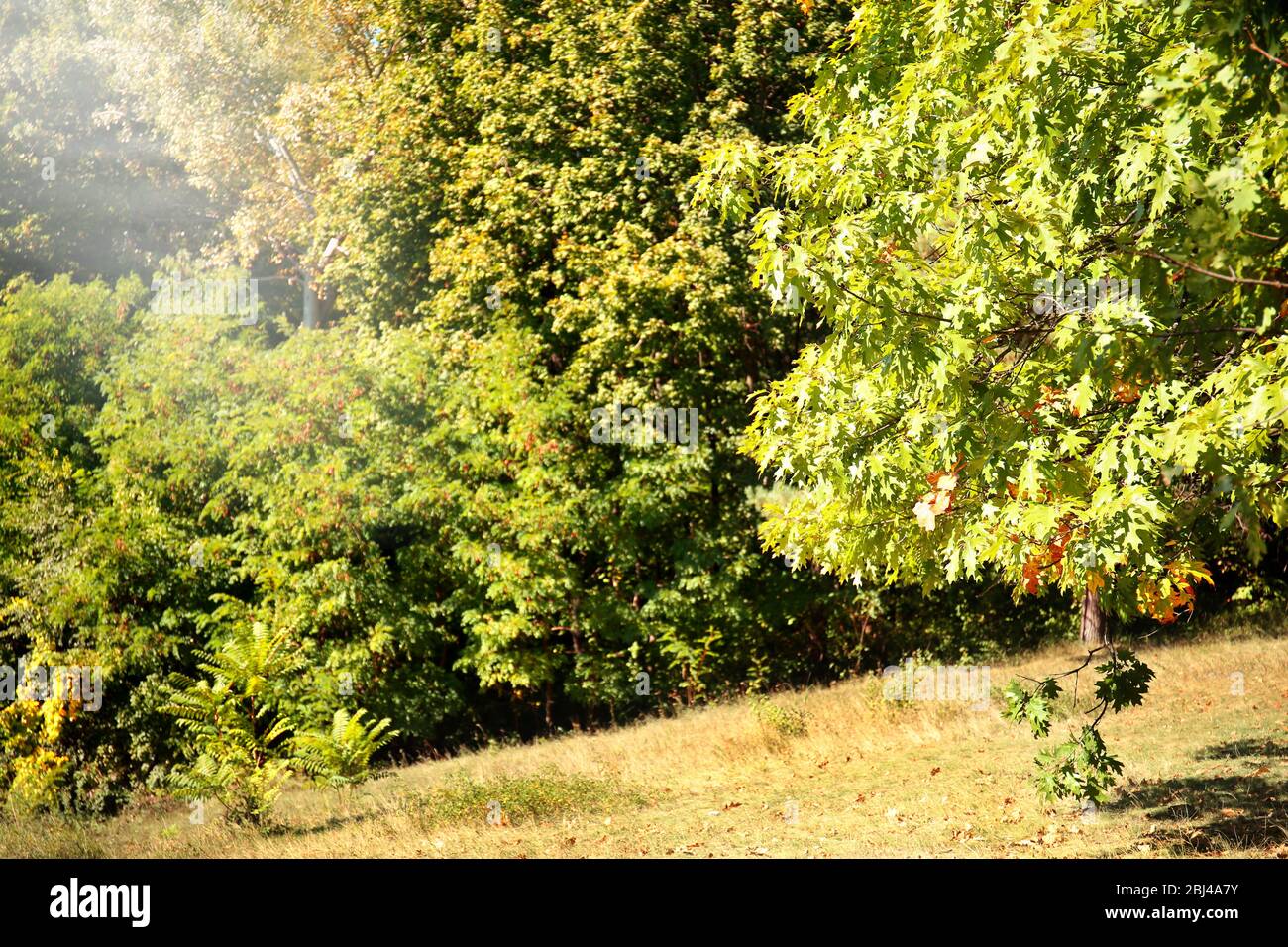 Many trees in deep hi-res stock photography and images - Alamy