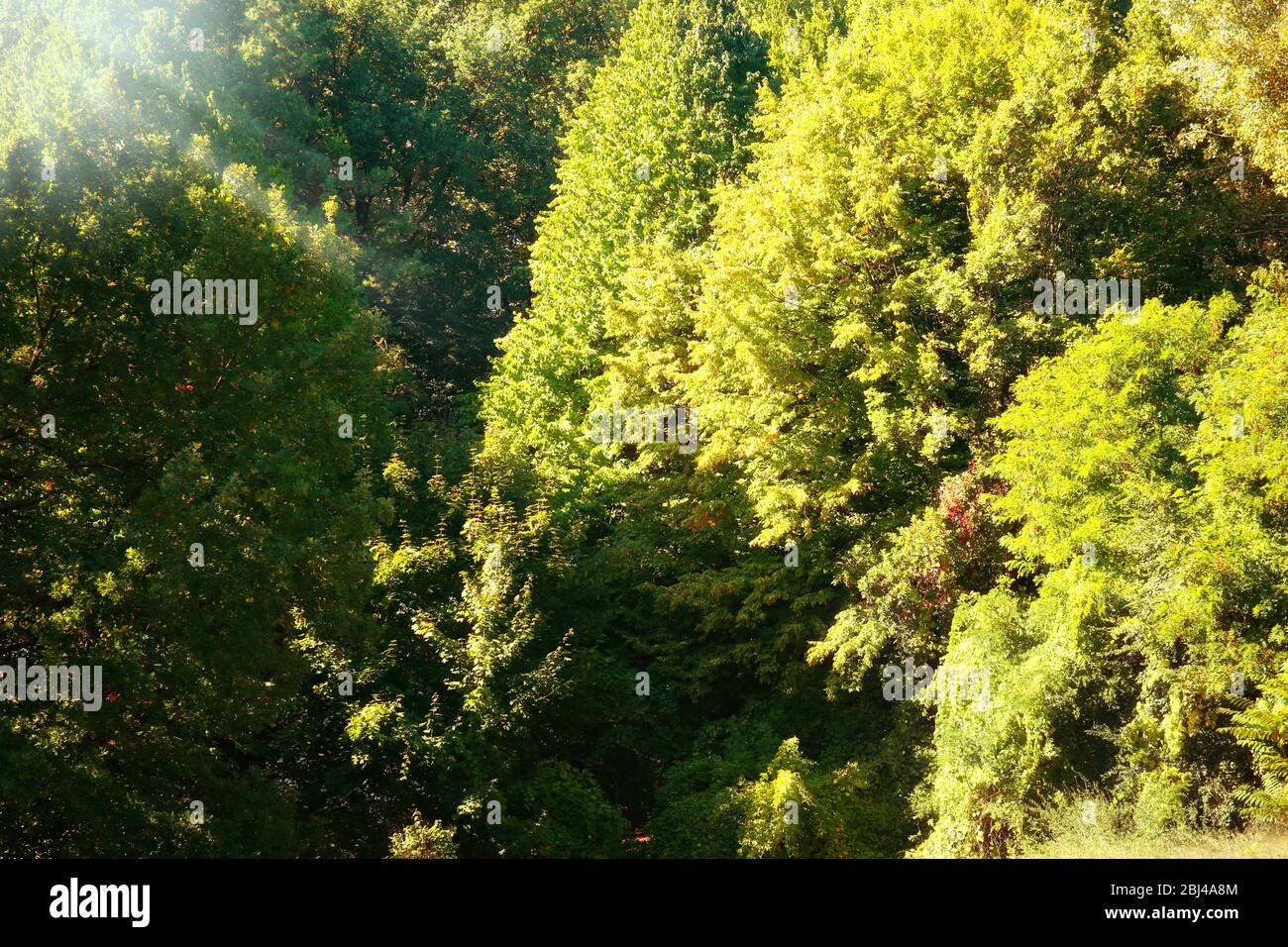 Many trees in deep forest Stock Photo - Alamy