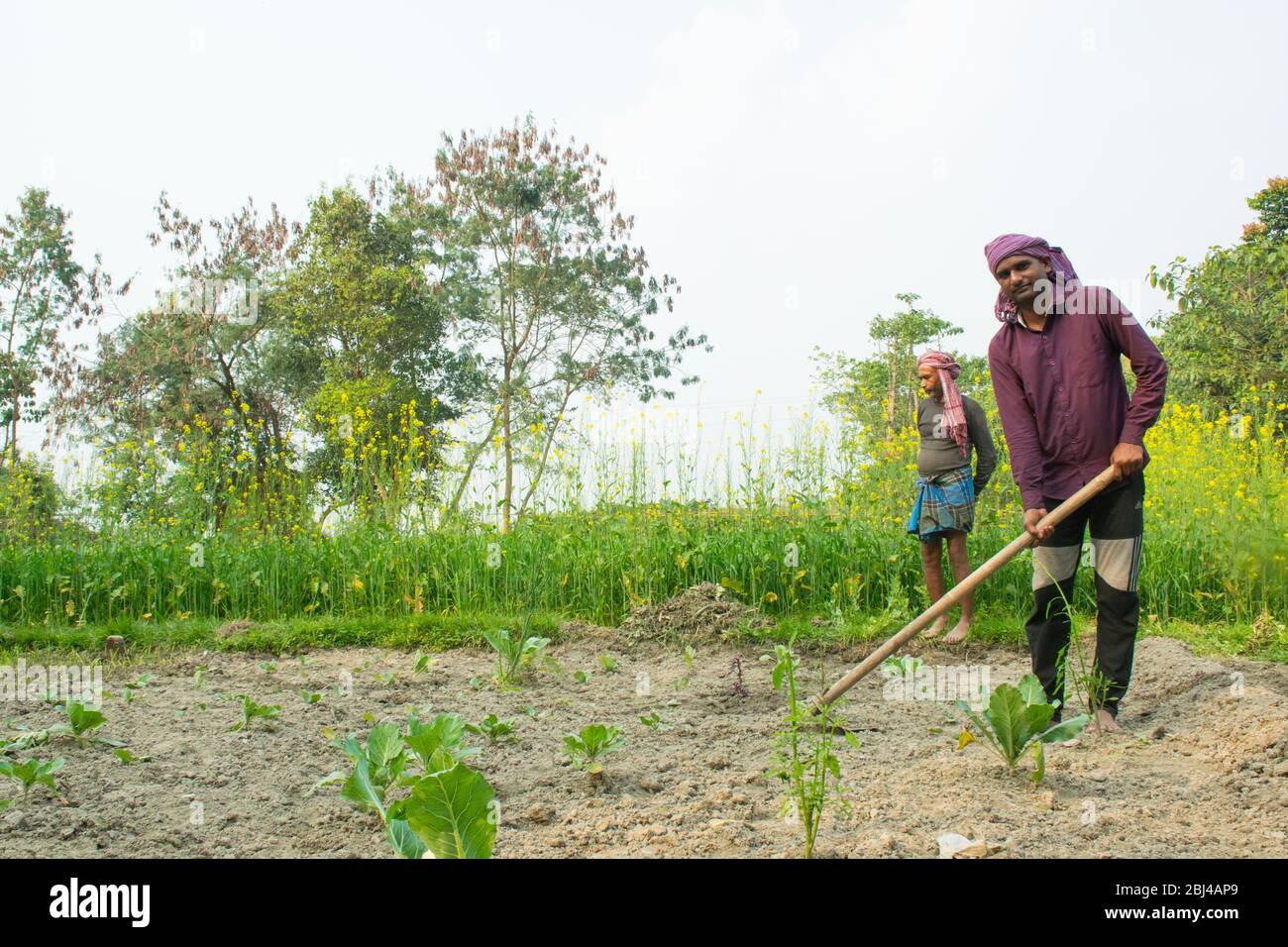 indian farmer doing agricultural work, India Stock Photo - Alamy